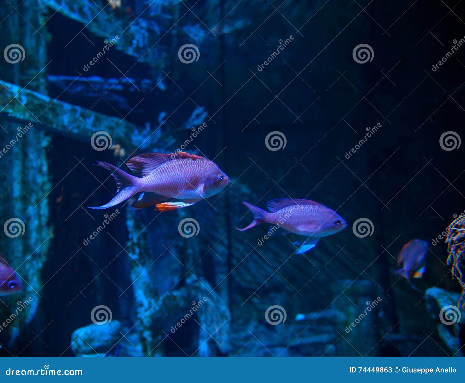 Swallowtail Seaperch in the Aquarium Stock Image - Image of seaperch ...