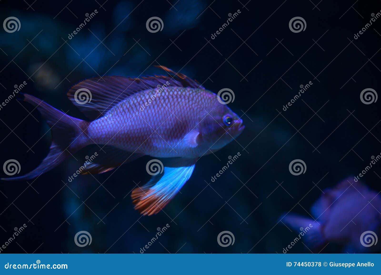 Swallowtail Seaperch in the Aquarium Stock Photo - Image of nature ...