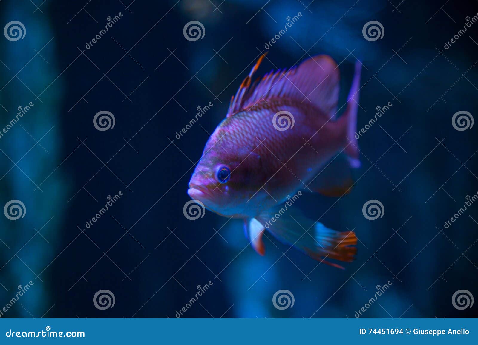 Swallowtail Seaperch in the Aquarium Stock Photo - Image of aquarium ...