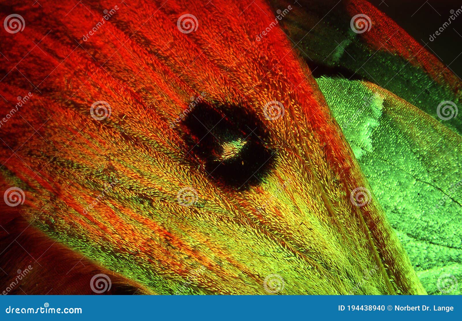 Swallowtail Wings with Drawing Stock Photo - Image of exotic, scales ...