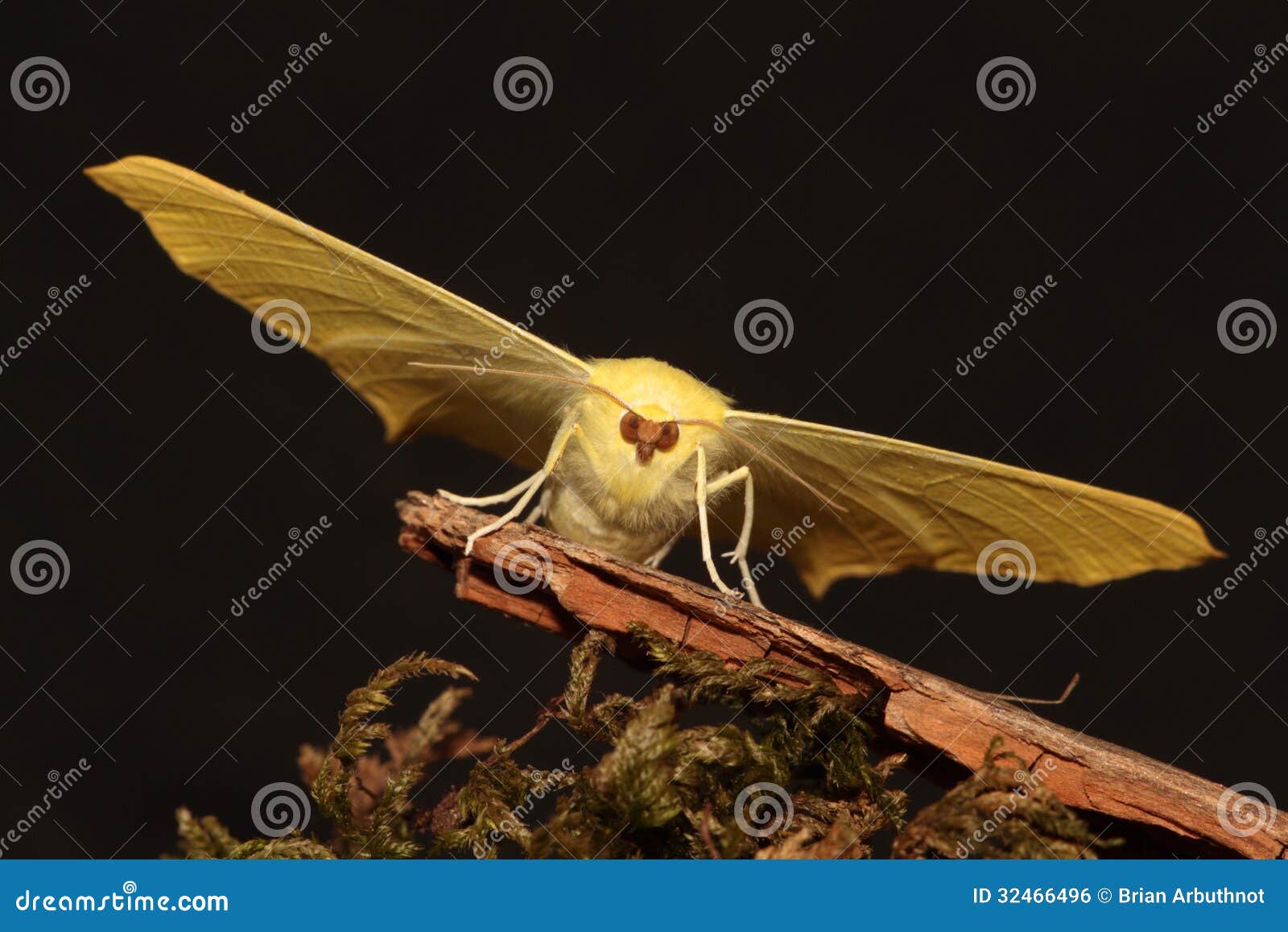 Swallowtailed moth. stock photo. Image of moths, insect - 32466496