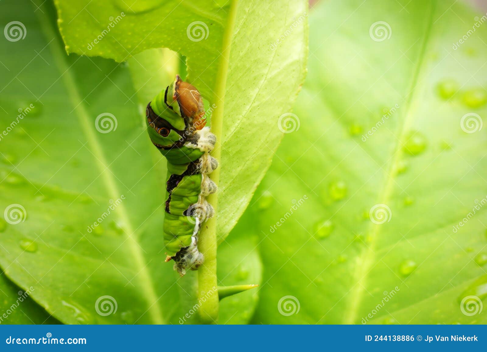 A Detailed Close-up Image of a Swallowtail Caterpillar in a Lemon Tree ...