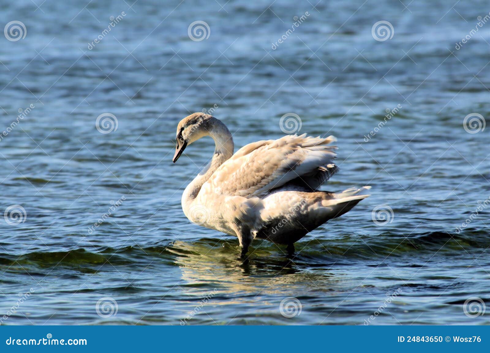 Swam stock photo. Image of water, birds, grey, white - 24843650