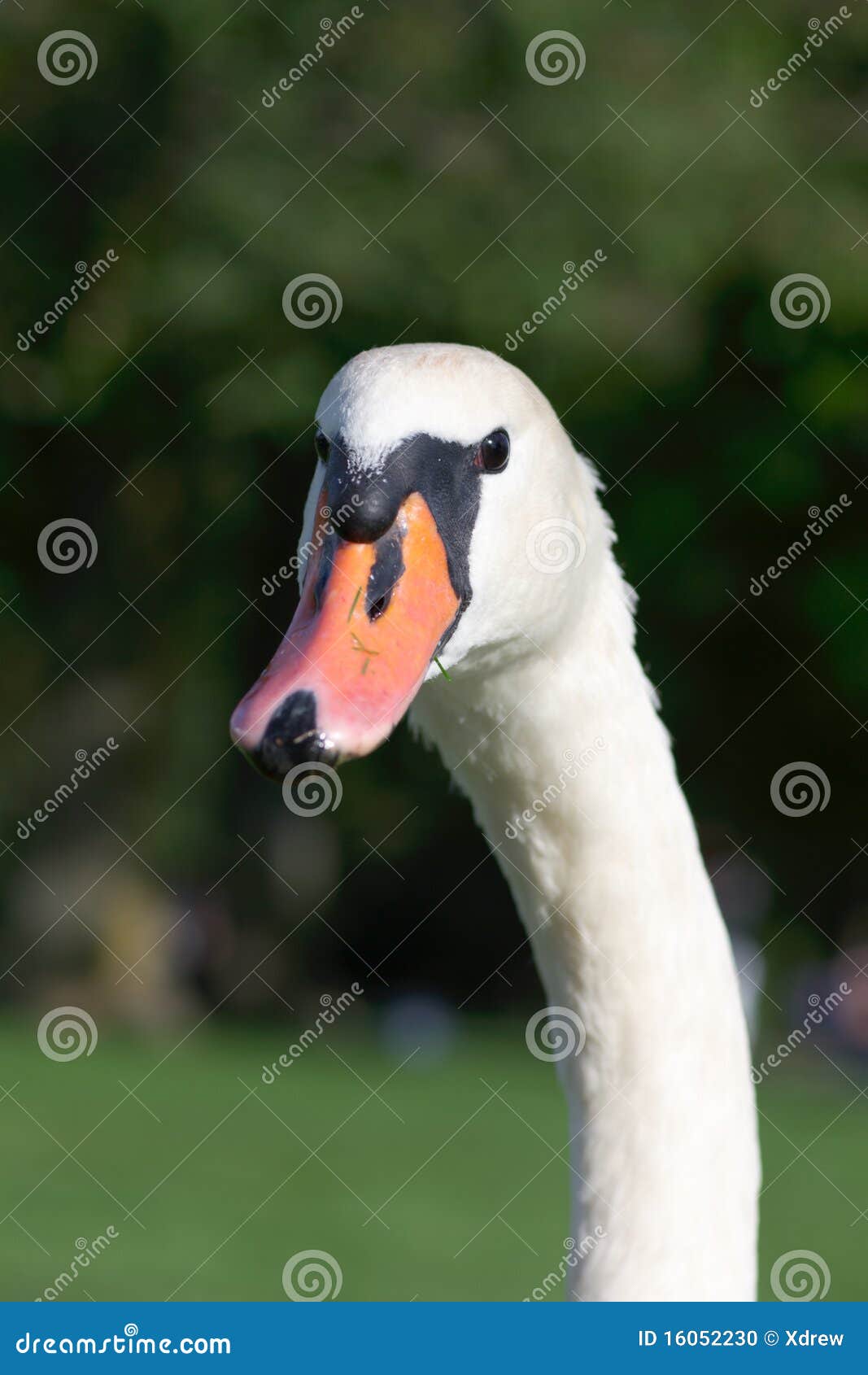 Swam head portrait stock photo. Image of dignity, long - 16052230