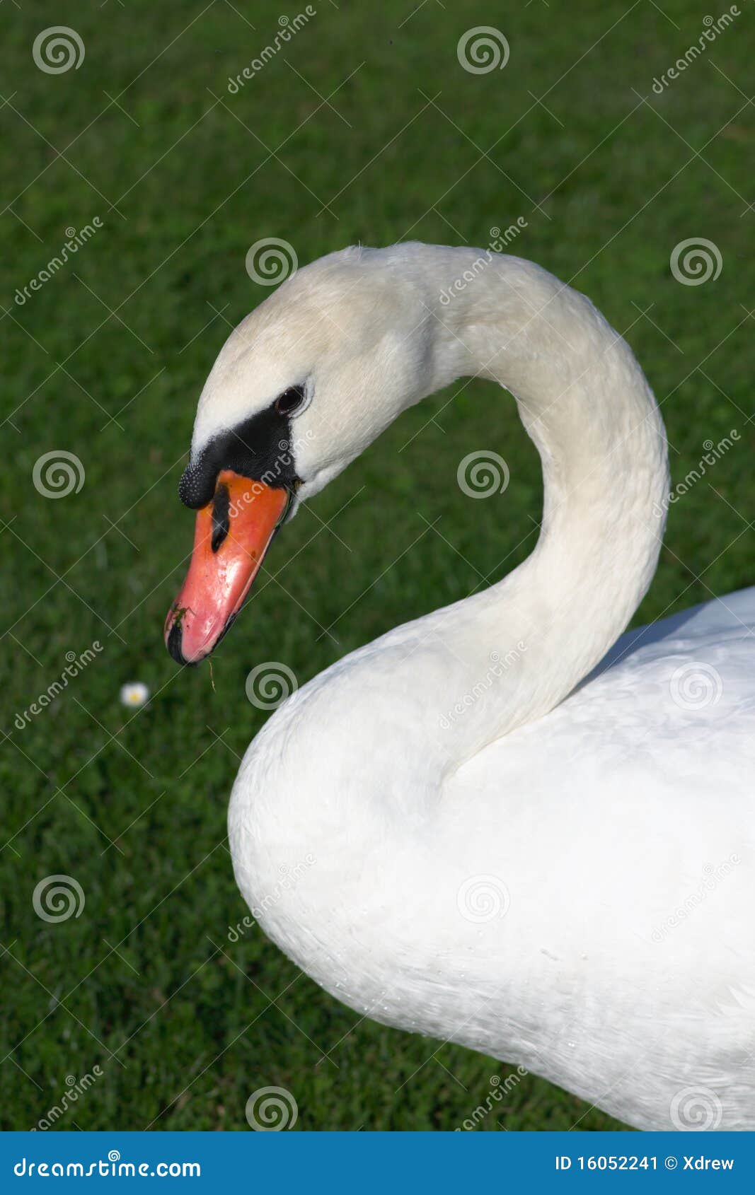 Swam head portrait stock image. Image of green, nose - 16052241