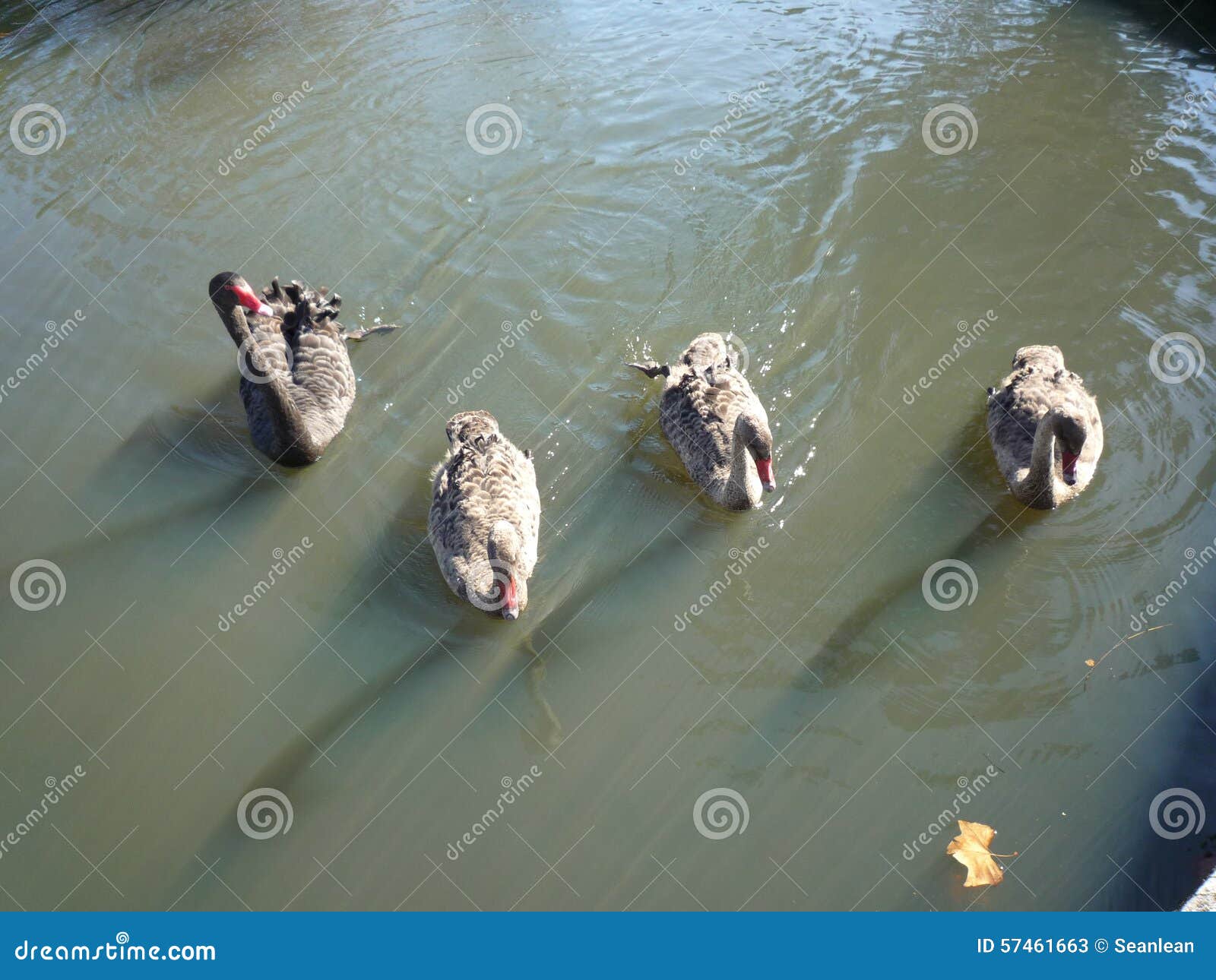 Swam in a Park in Australia Stock Image - Image of reflection, water ...