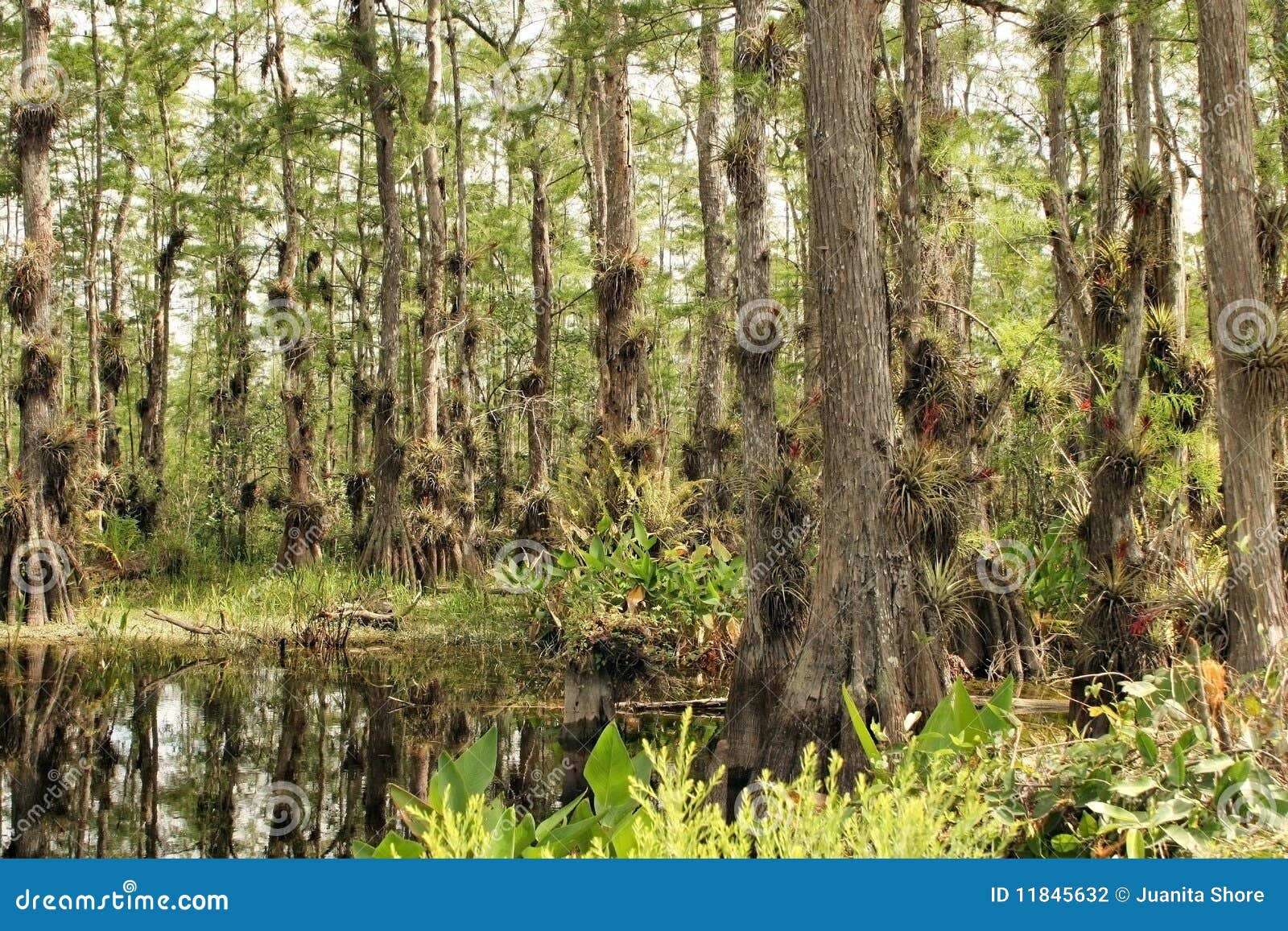 Swamp stock photo. Image of wilderness, nature, forest - 11845632