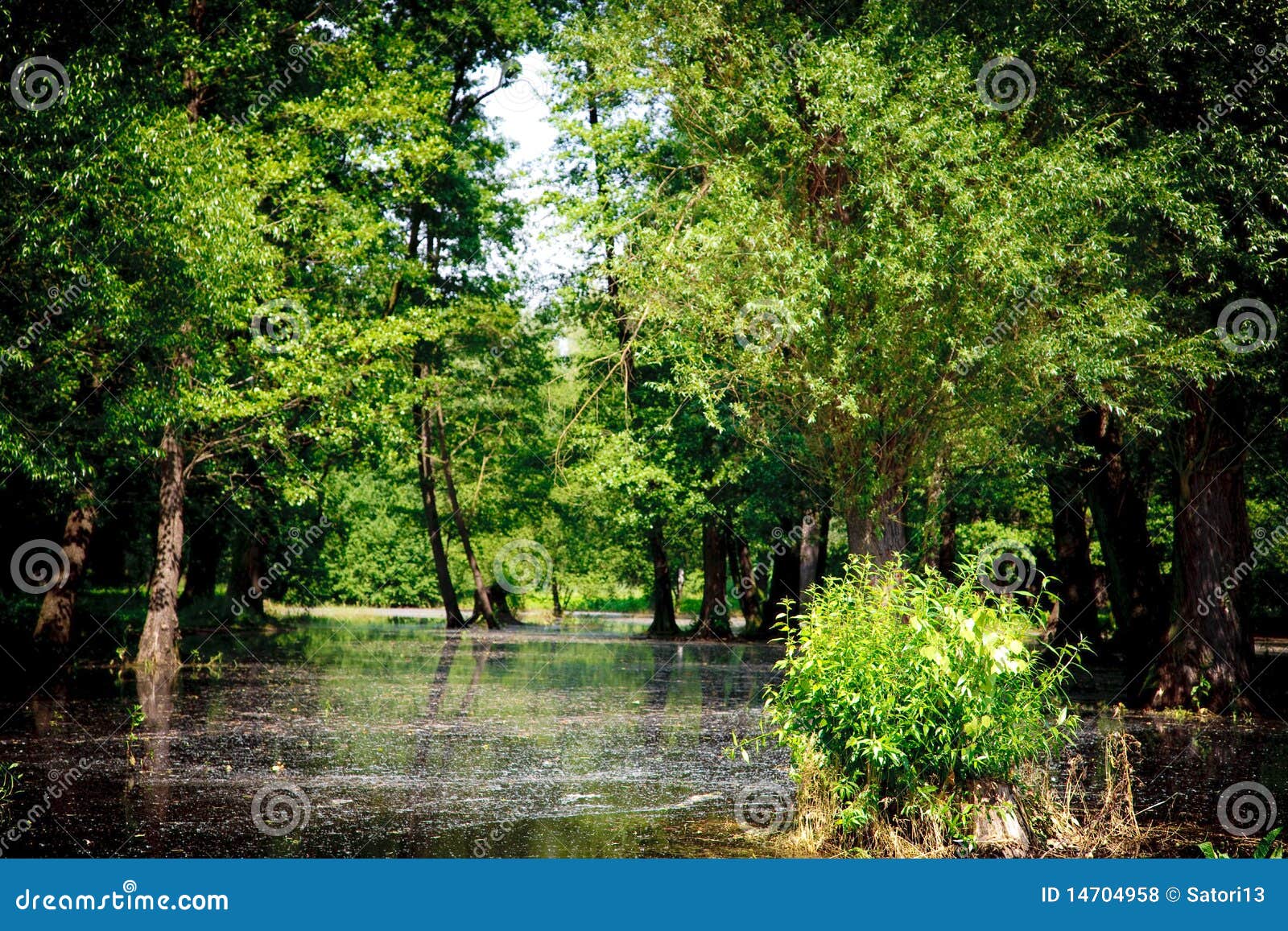 Swamp stock photo. Image of landscape, fish, brush, preserve - 14704958