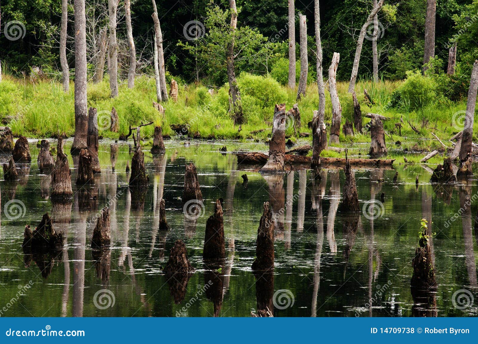 Swamp stock photo. Image of lake, aquatic, landscape - 14709738