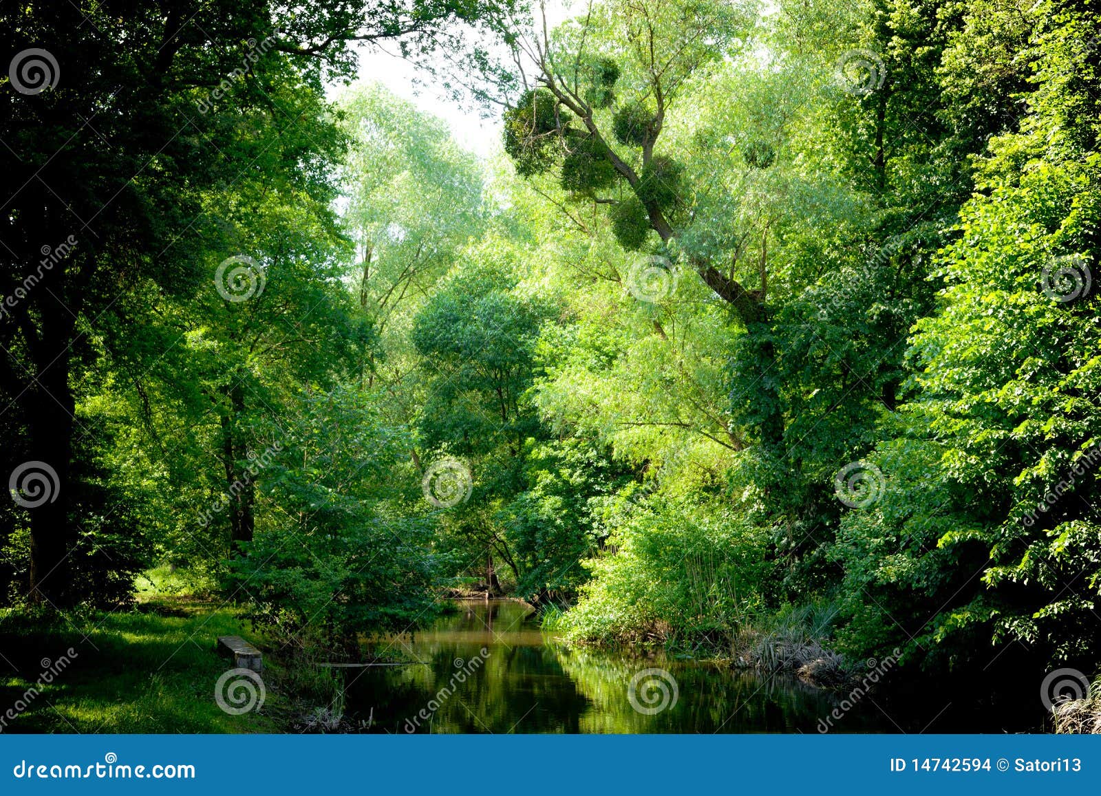 Swamp stock photo. Image of scenery, nature, scenic, horizontal - 14742594