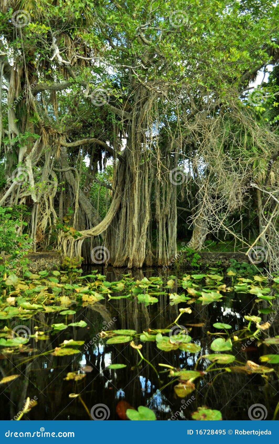 Swamp stock image. Image of lilly, branches, leaves, everglades - 16728495