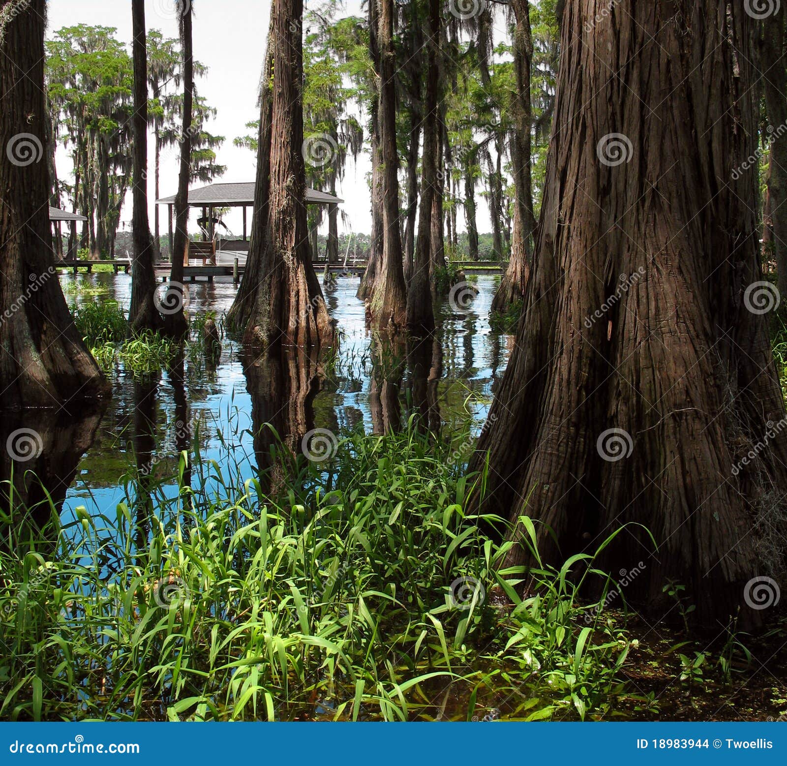 Swamp stock photo. Image of louisiana, environment, park - 18983944