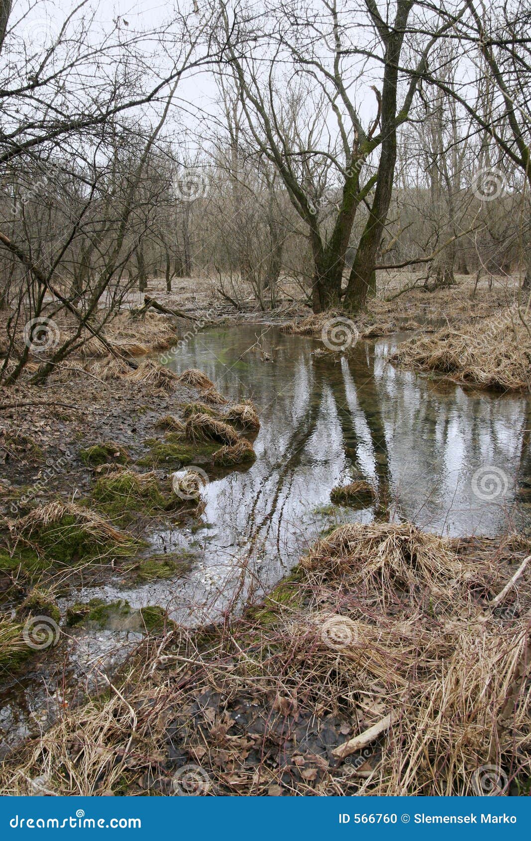 Swamp 2 stock photo. Image of leaves, damply, damp, tree - 566760