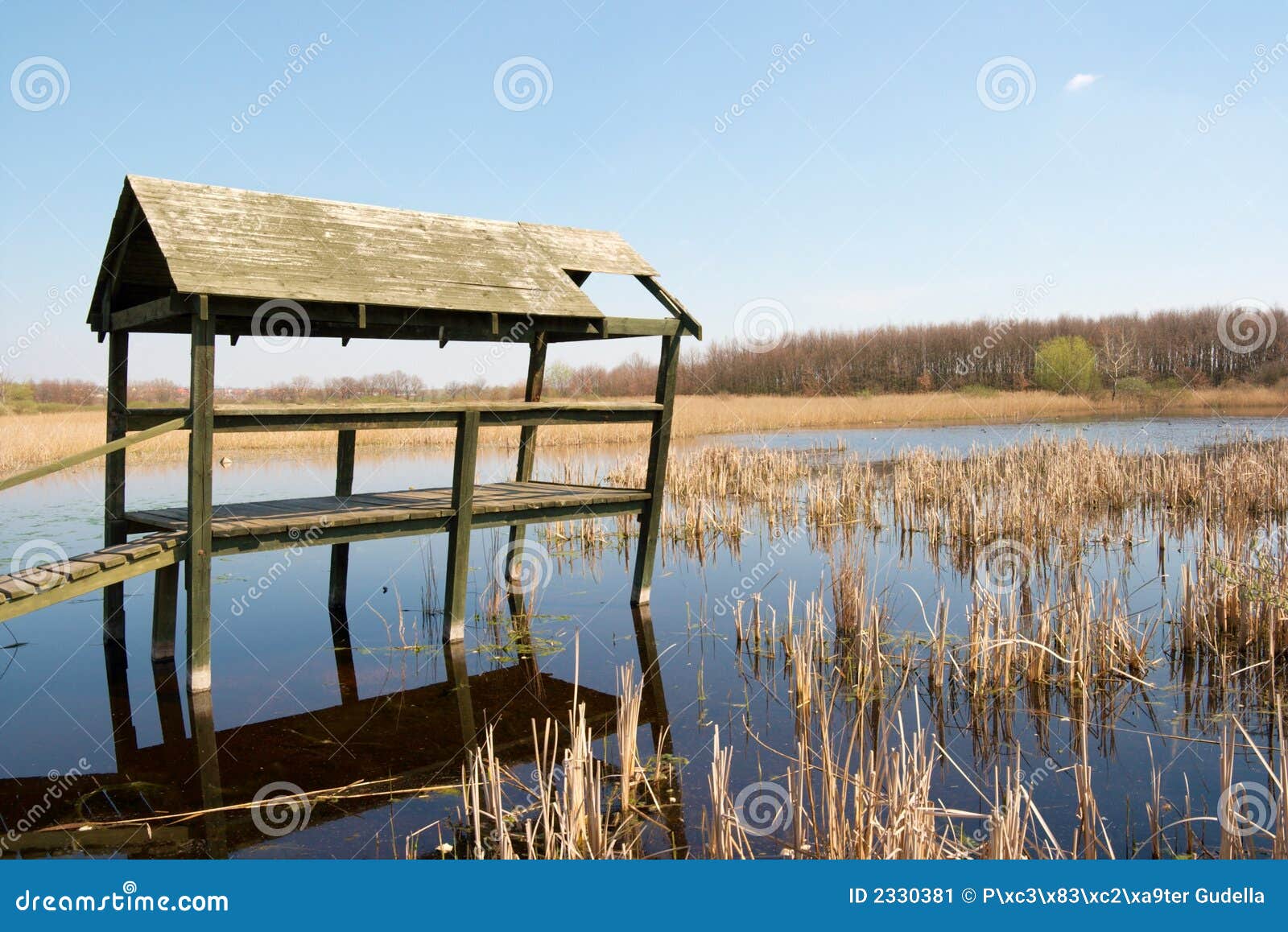 Swamp stock image. Image of relax, explore, roof, nature - 2330381