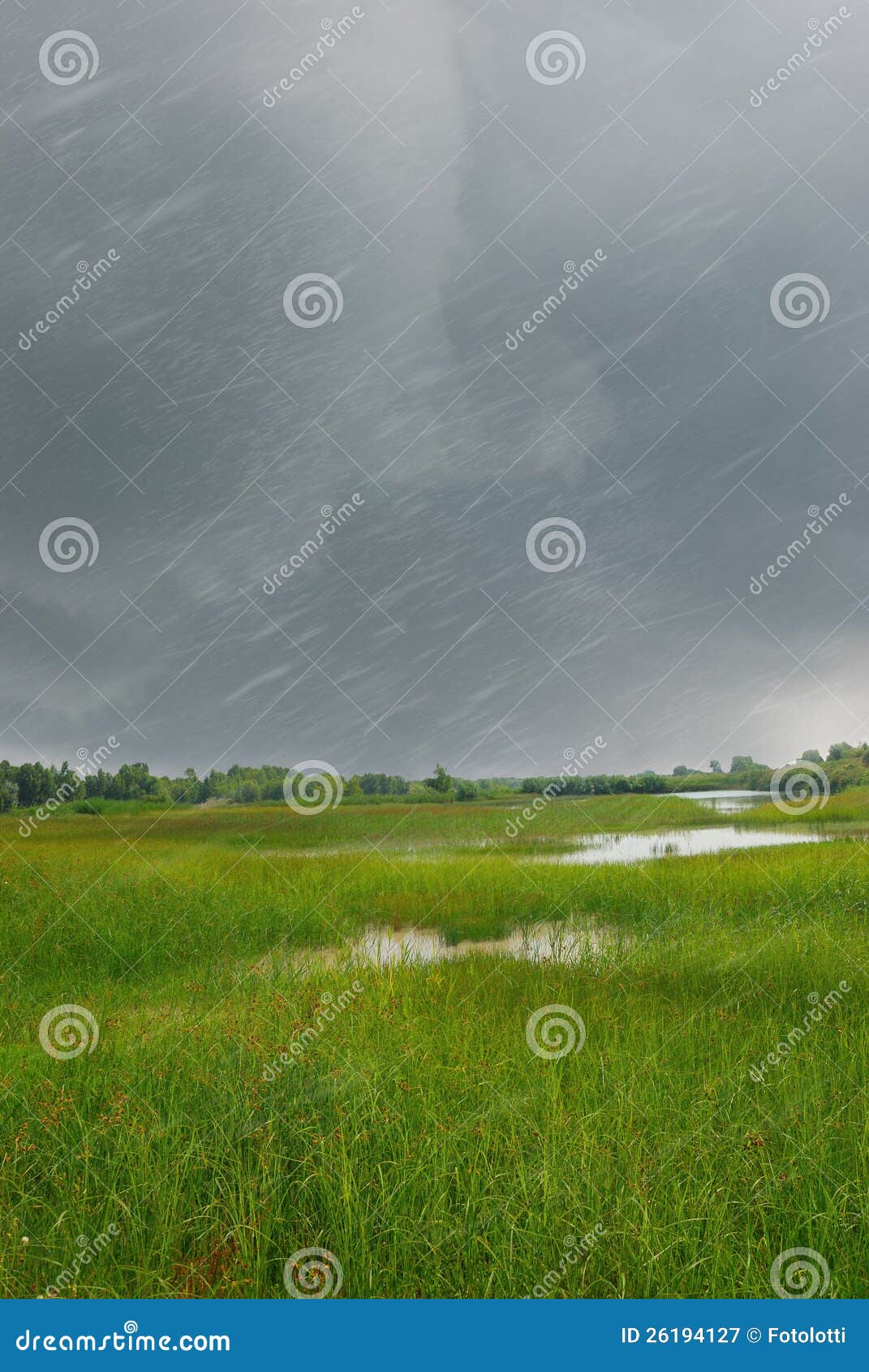 Swamp stock image. Image of horizon, rain, meadow, environment - 26194127