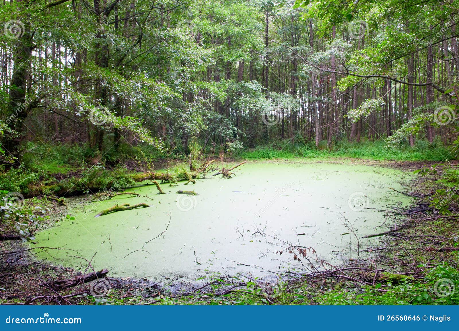 Swamp stock photo. Image of preserve, pond, diffused - 26560646