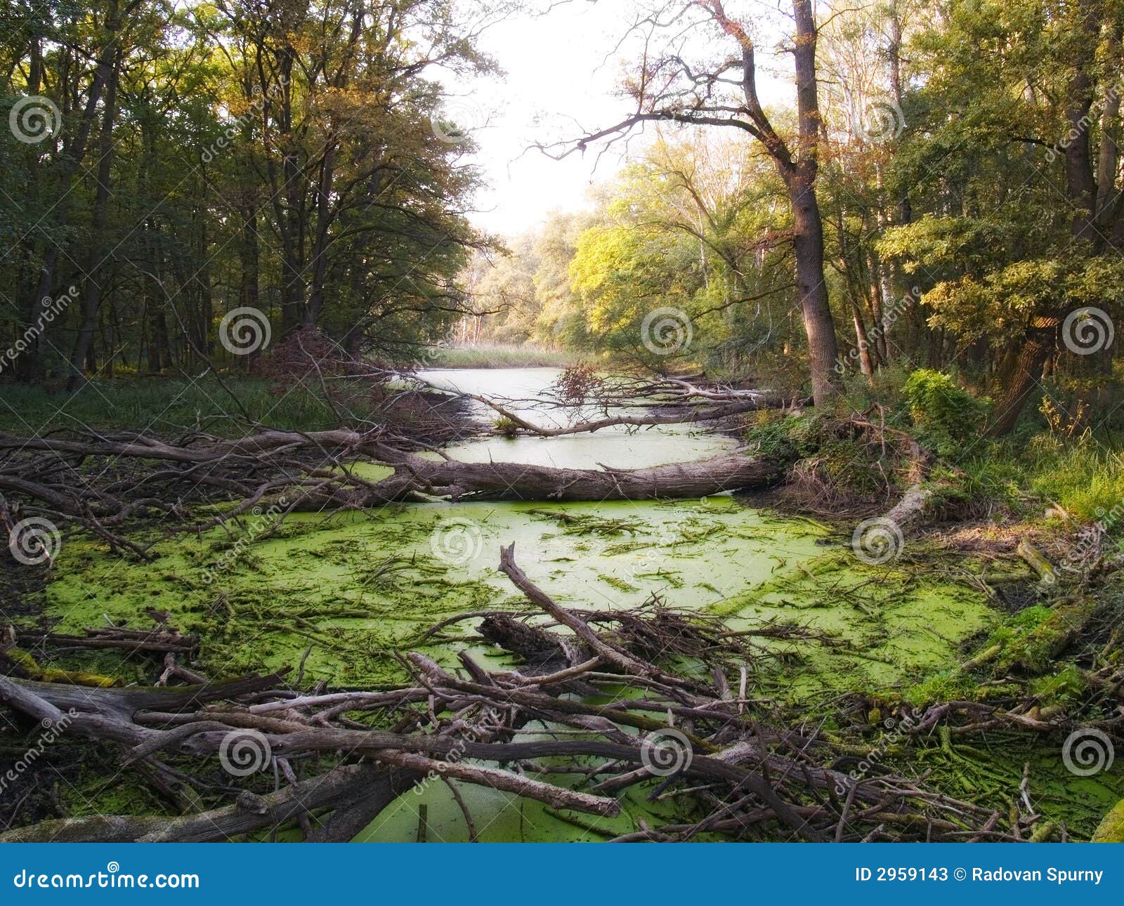 Swamp stock image. Image of nature, swamp, murky, tranquil - 2959143