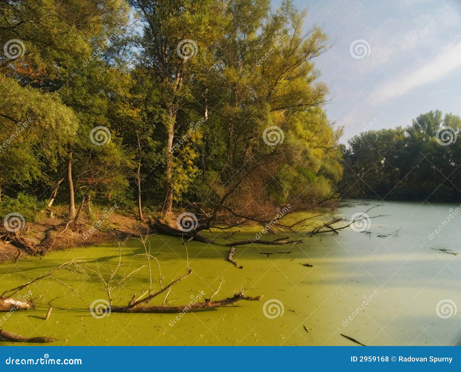 Swamp stock photo. Image of serene, nature, wetland, murky - 2959168