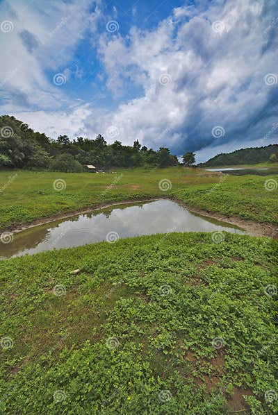Swamp stock image. Image of forest, swamp, field, triangle - 9342791