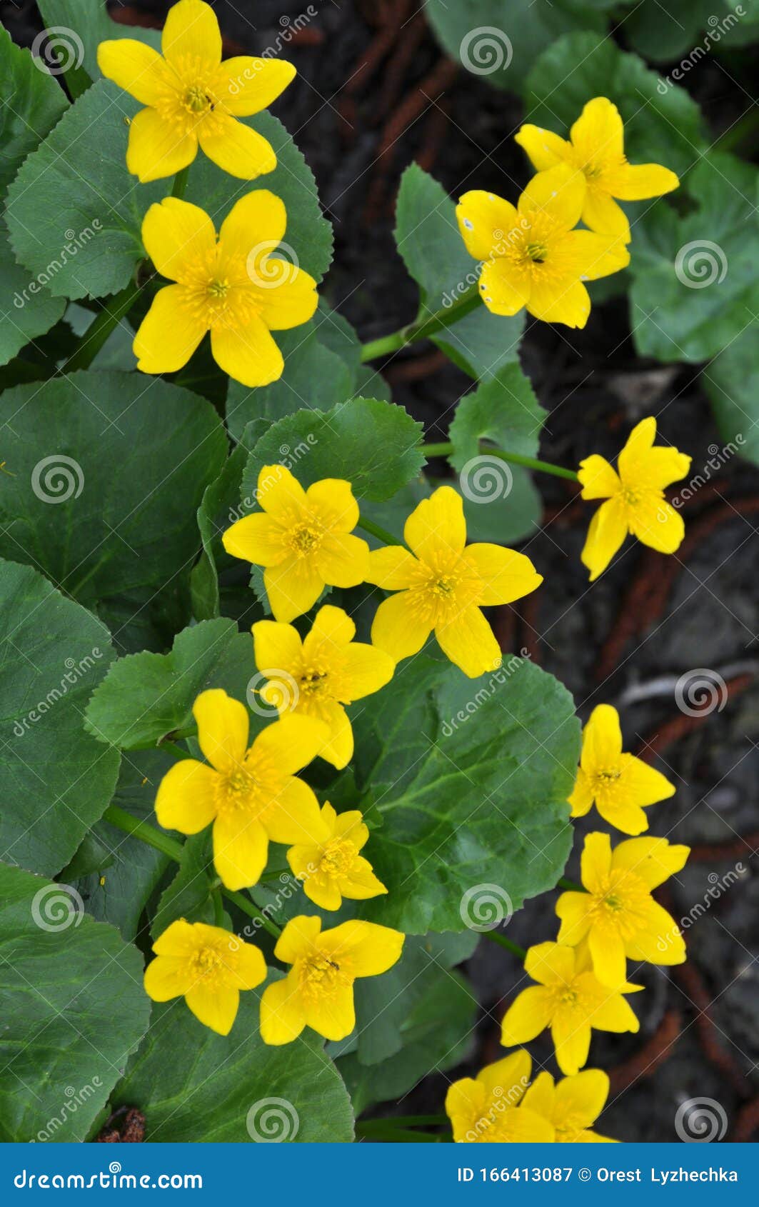 In A Swamp, In The Alder Forest Blossom Marsh Marigold Caltha Palustris ...