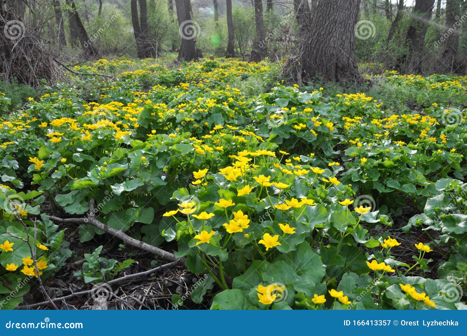 In a Swamp, in the Alder Forest Blossom Marsh Marigold Caltha Palustris ...