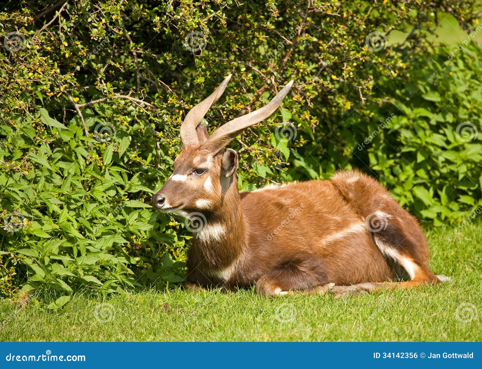 Swamp antelope stock photo. Image of nature, wild, grass - 34142356