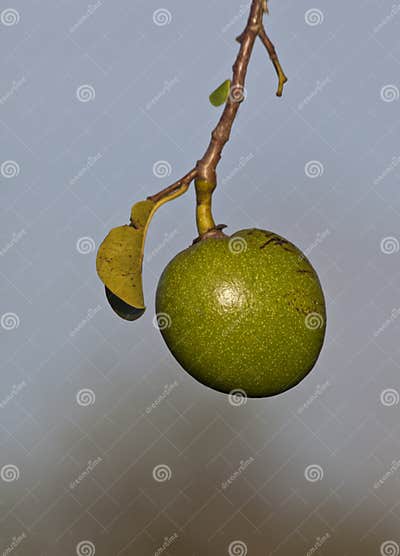 Swamp apple stock image. Image of pond, summer, nature - 16128293
