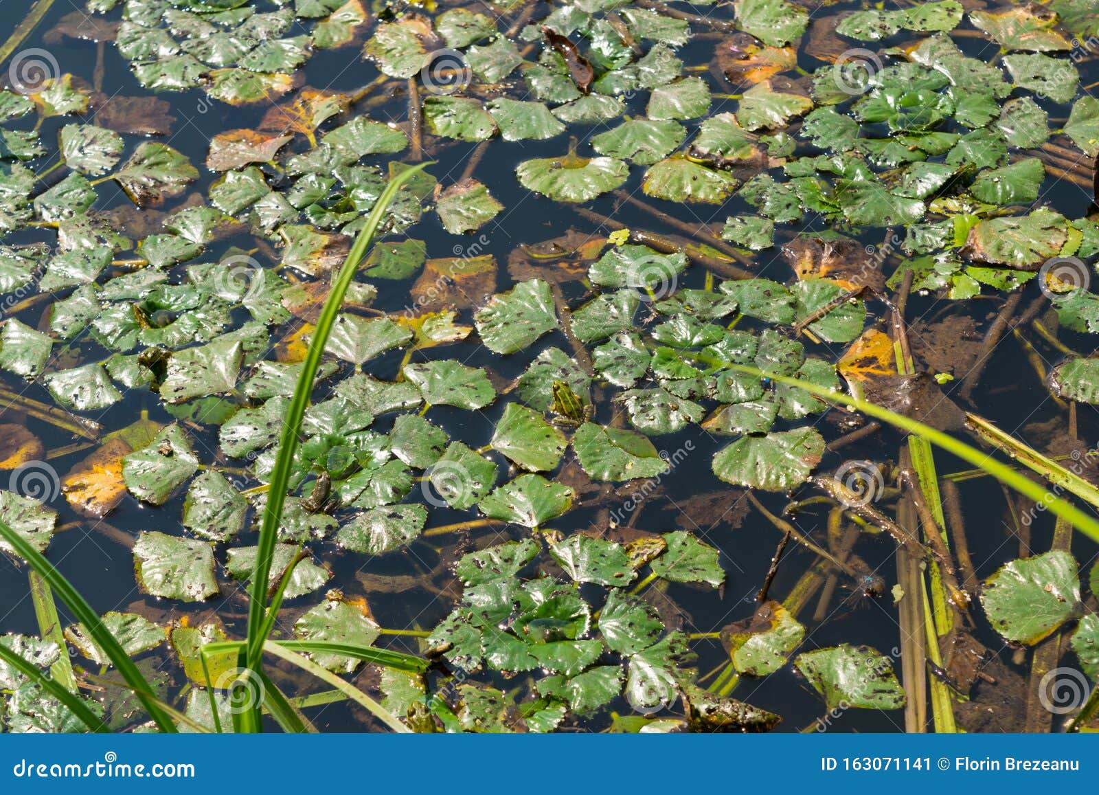 Swamp Background - Aquatic Vegetation Leafs on Water Surface Stock ...