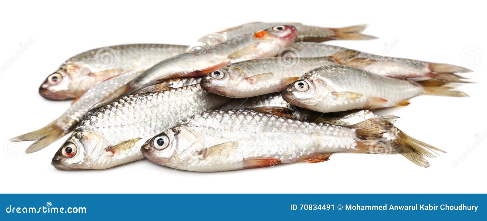 Swamp Barb Or Puthi Of Bangladesh On Banana Stem In Studio. Swamp Barb ...