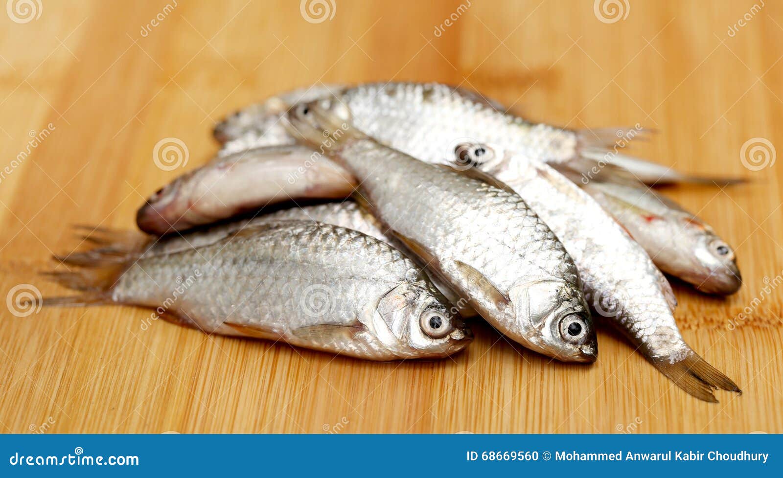 Swamp Barb Or Puthi Of Bangladesh On Banana Stem In Studio. Swamp Barb ...