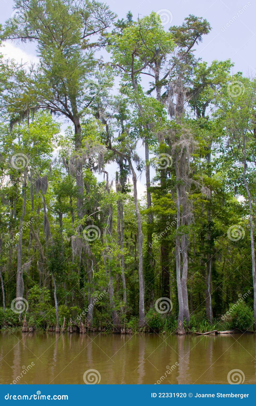 Swamp or bayou stock photo. Image of environment, marshland - 22331920