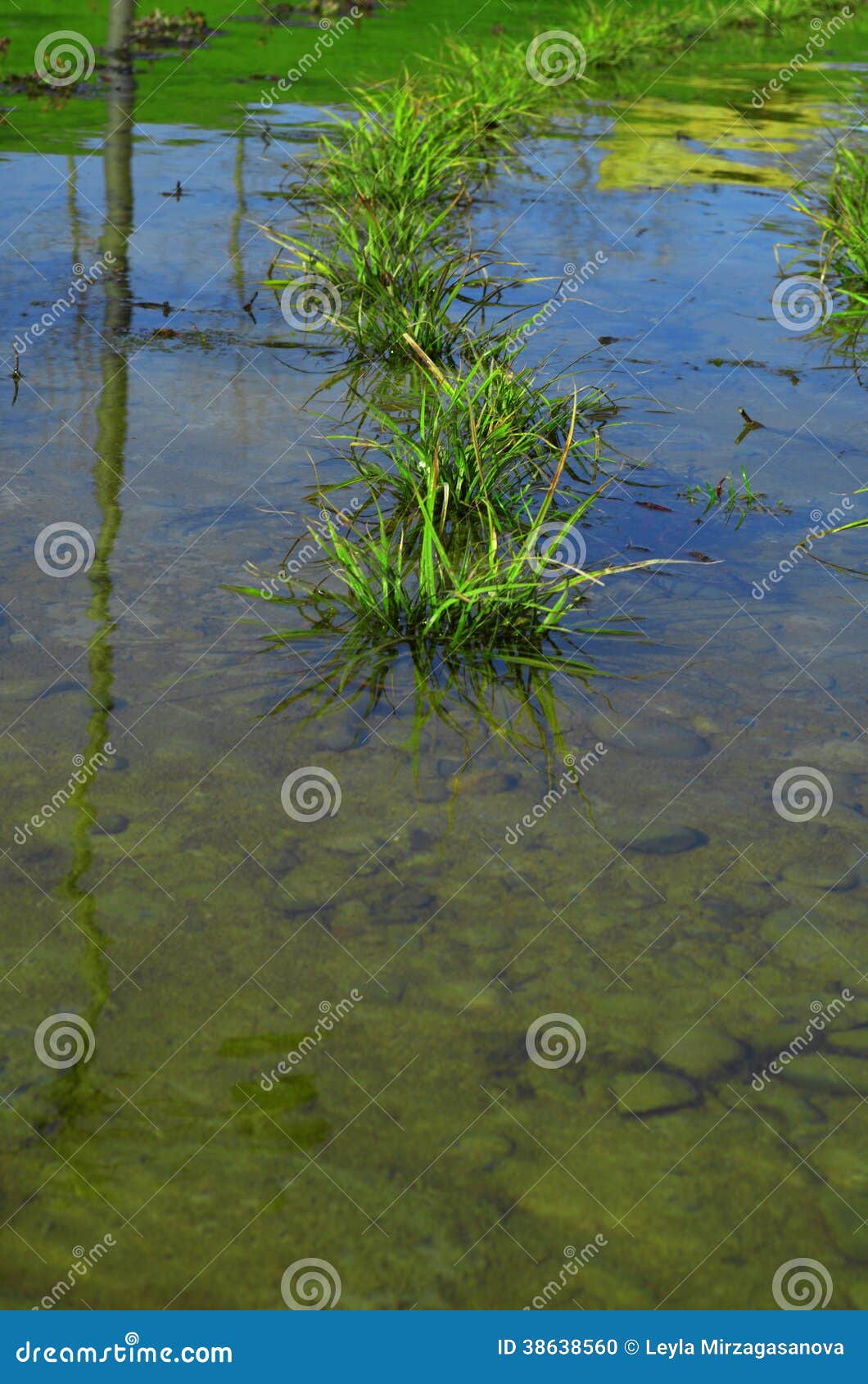 Swamp stock photo. Image of nature, square, park, swale - 38638560