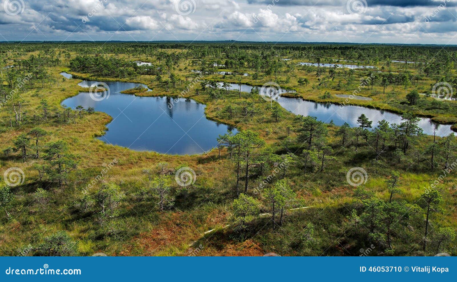 Swamp stock photo. Image of forest, nature, water, swamp - 46053710