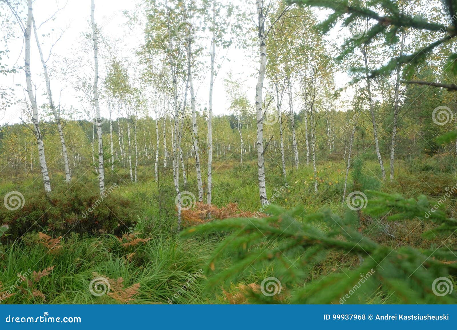 Swamp Birch, nature stock photo. Image of foliage, beautiful - 99937968