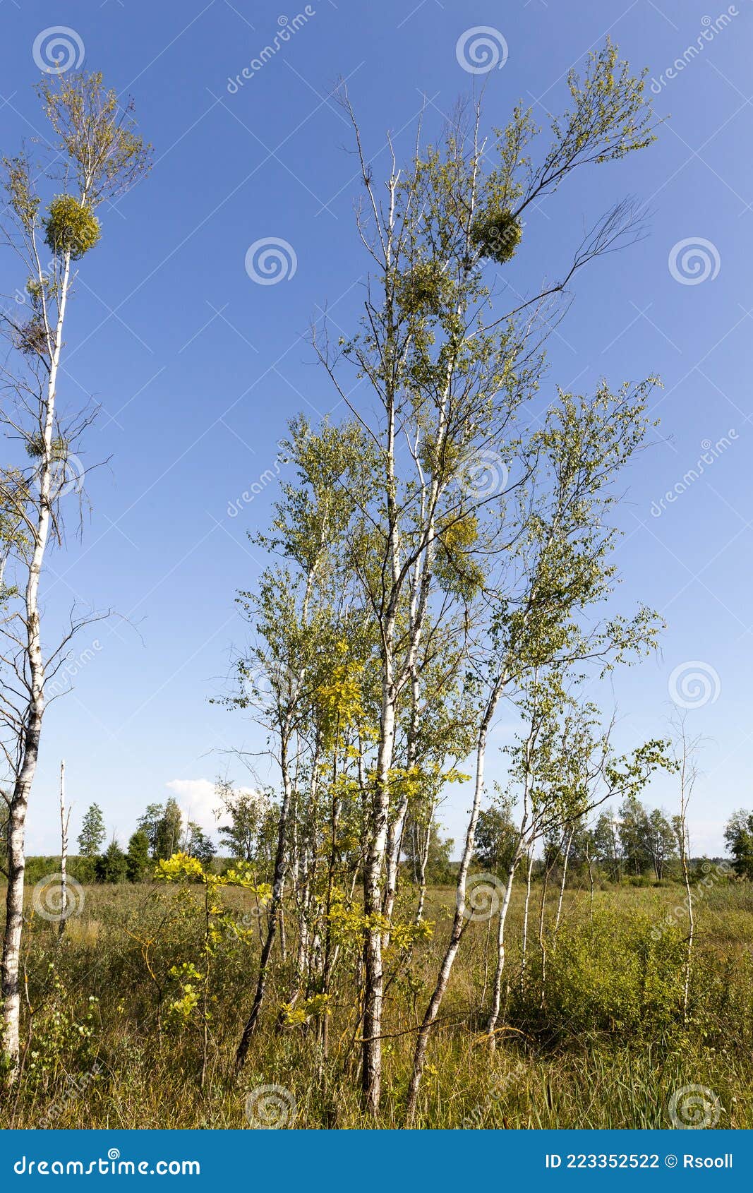 Swamp birch stock photo. Image of grass, growing, young - 223352522