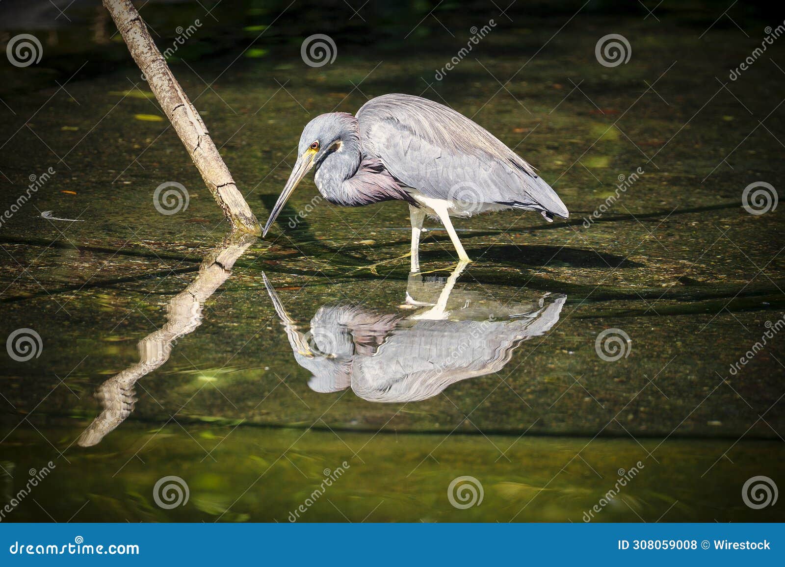Swamp Bird at Florida Everglades Stock Photo - Image of everglades ...