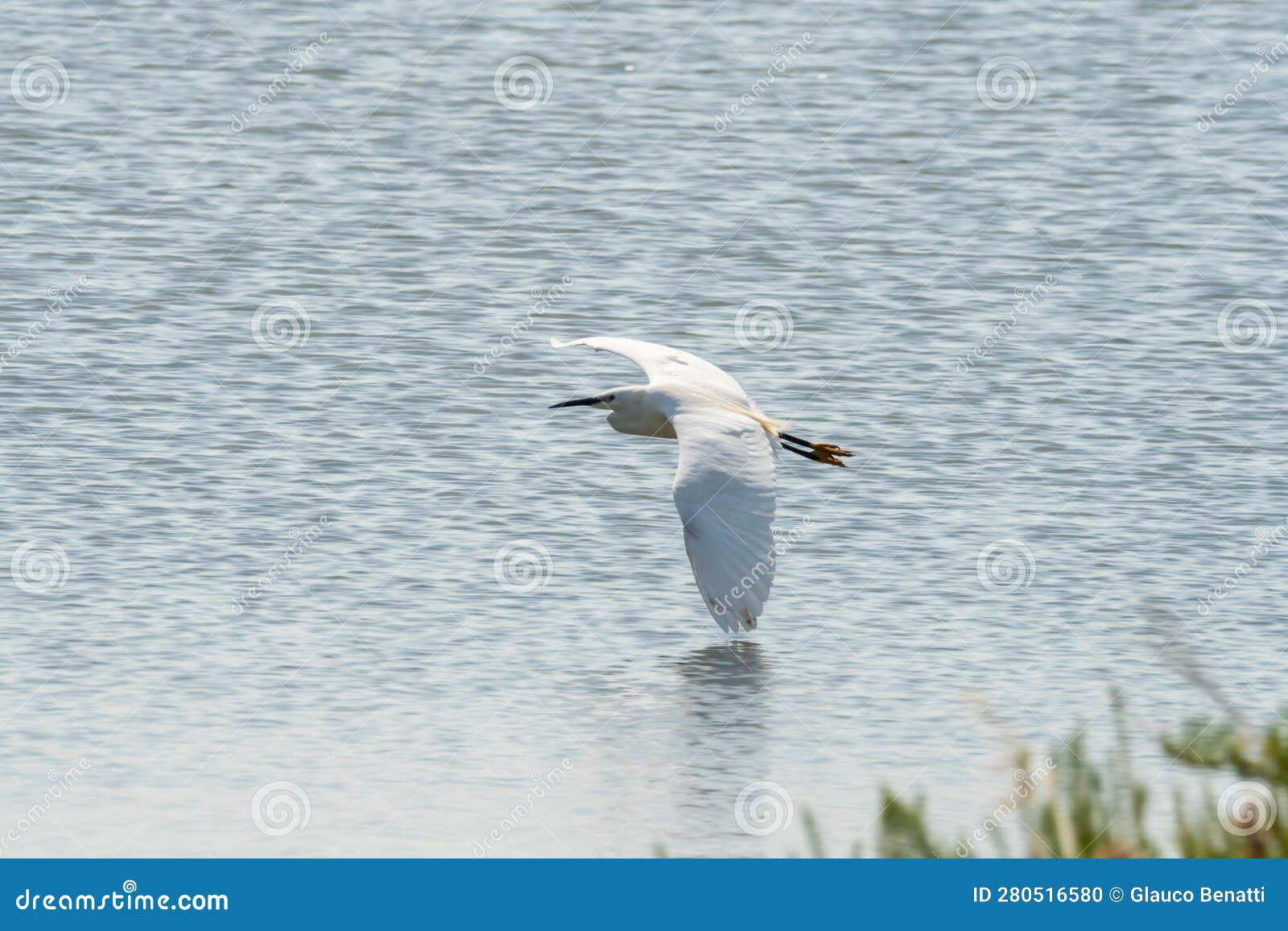 Swamp bird flying stock photo. Image of bird, wing, animal - 280516580