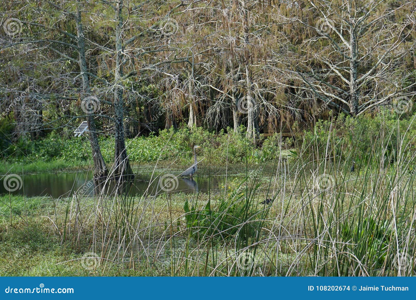 Swamp Birds Wading in Florida Stock Photo - Image of coast, florida ...