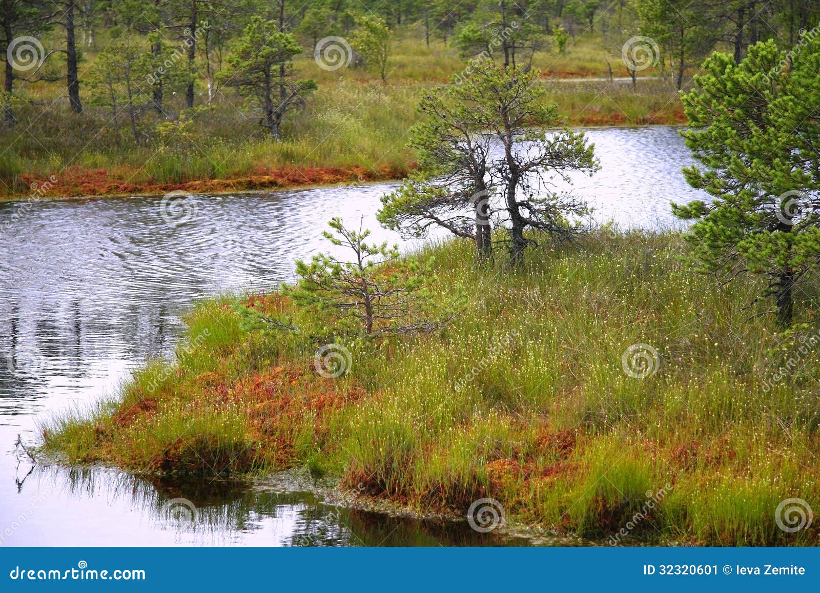 Swamp stock image. Image of lake, autumn, climate, flora - 32320601