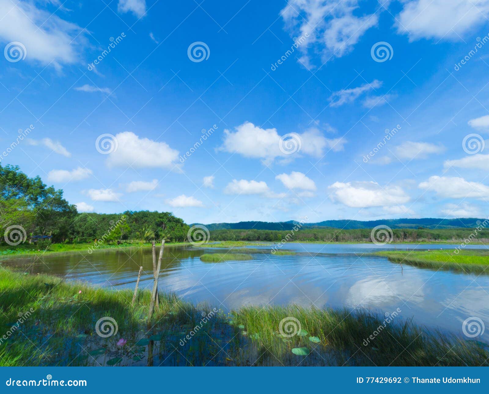 Swamp with Blue Sky Background Stock Photo - Image of scenic, river ...