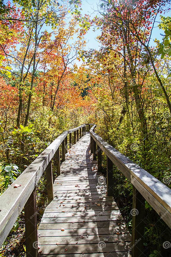 Swamp boardwalk stock image. Image of path, swamp, foliage - 110267295