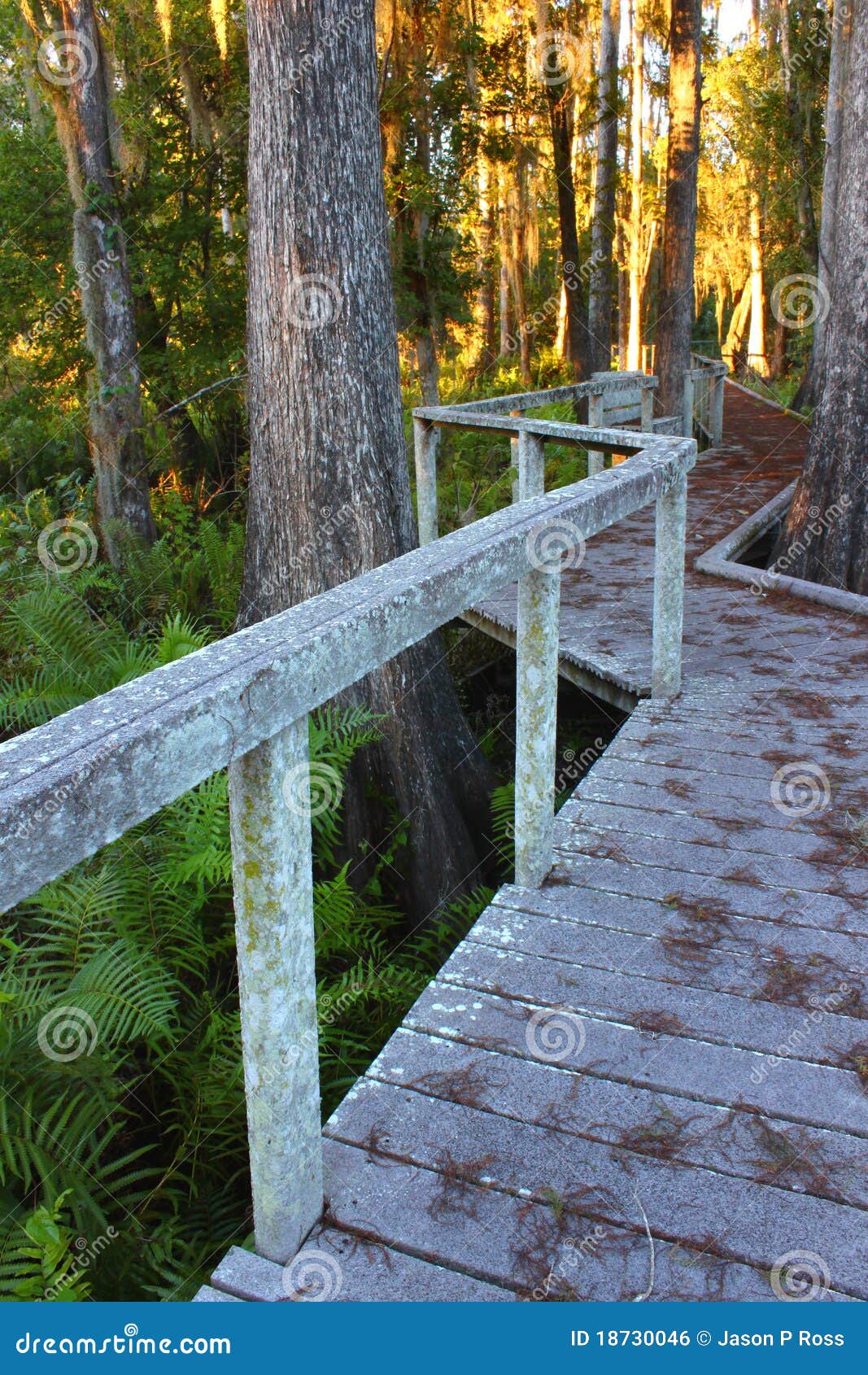 Swamp Boardwalk - Florida stock photo. Image of boardwalk - 18730046