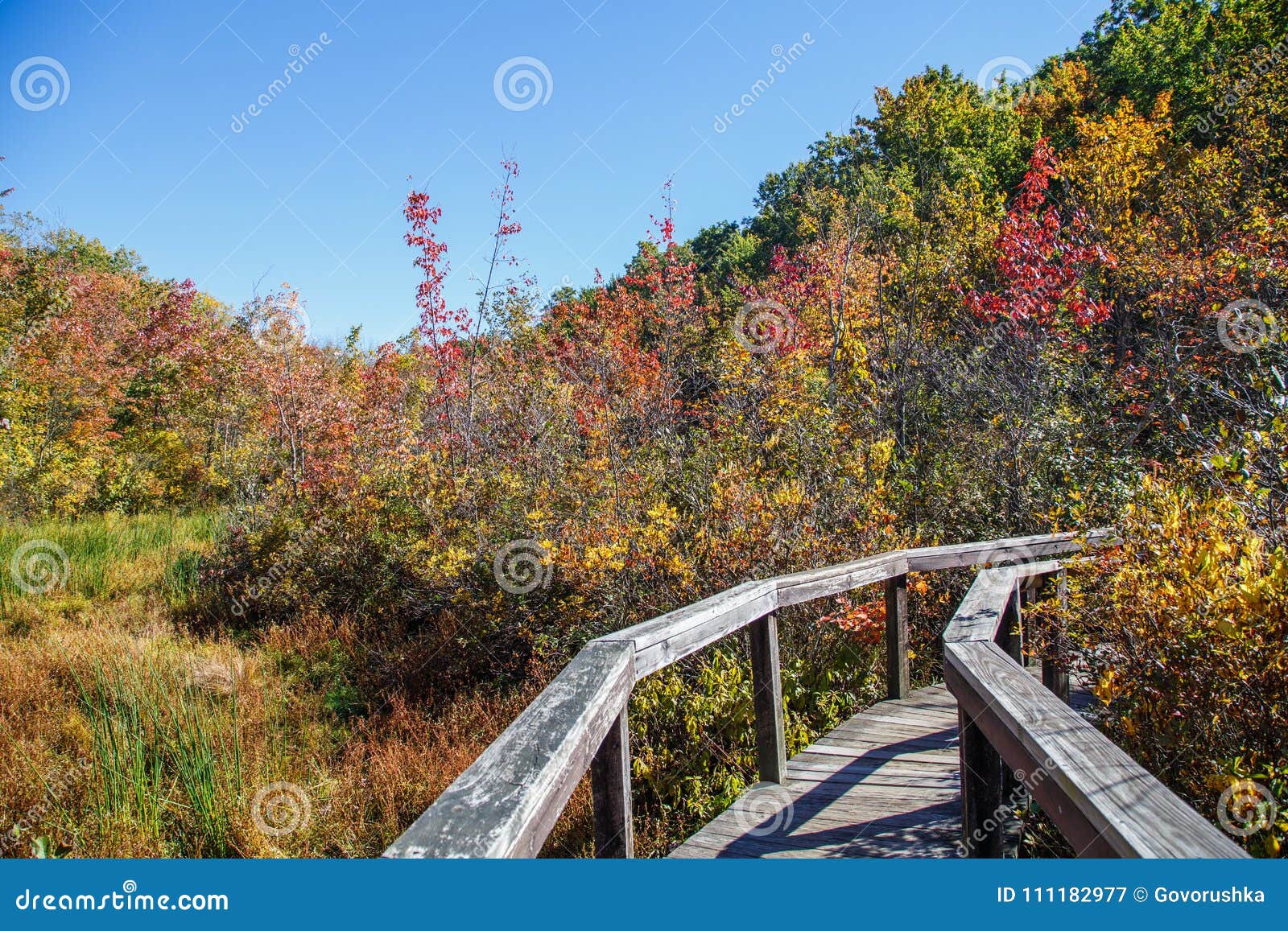 Swamp Boardwalk in the Forest Stock Image - Image of background, path ...