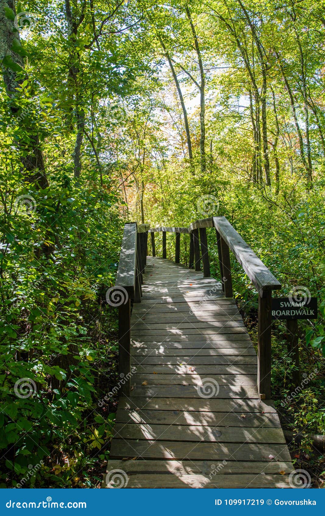 Swamp boardwalk stock image. Image of leaf, horizon - 109917219
