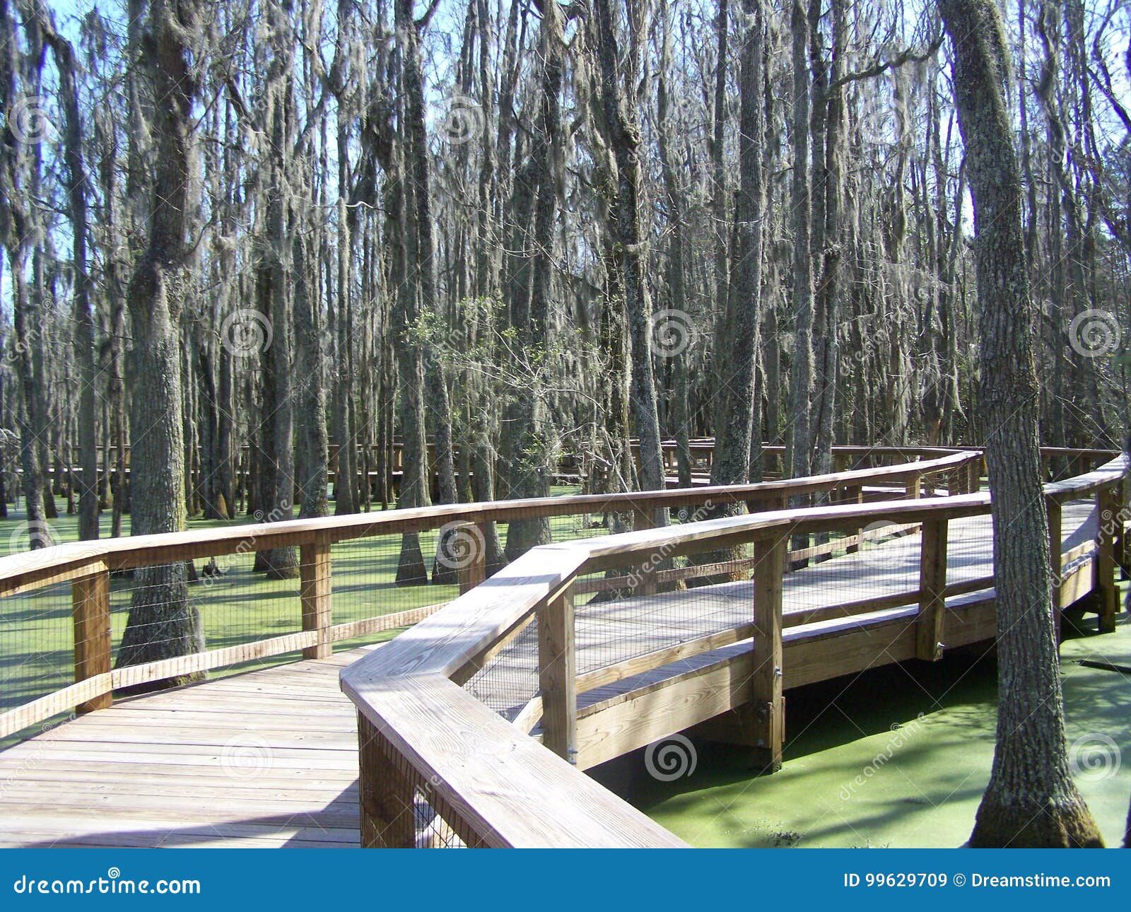Swamp Bog Walk stock image. Image of sitesee, vacations - 99629709