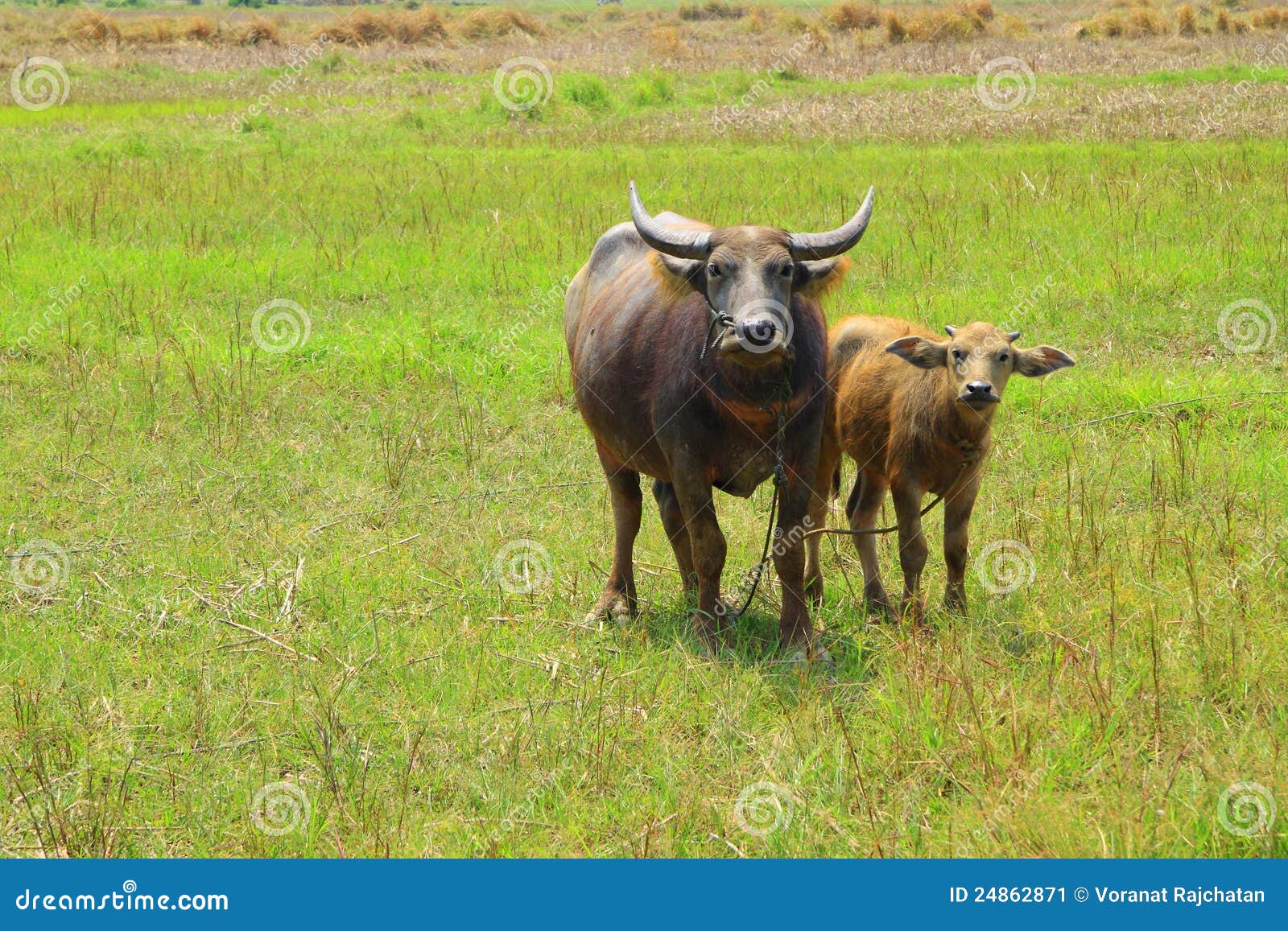 Swamp Buffalo, Asian, Thailand Stock Image - Image of lawn, natural ...