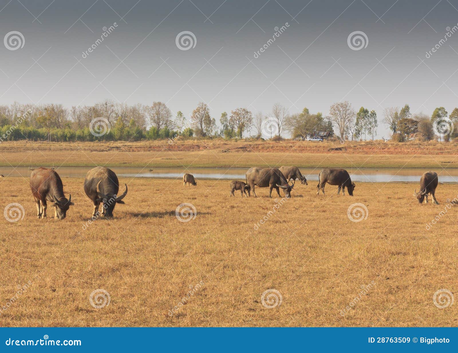 Swamp Buffalo, Asian, Thailand Stock Image - Image of swamp ...