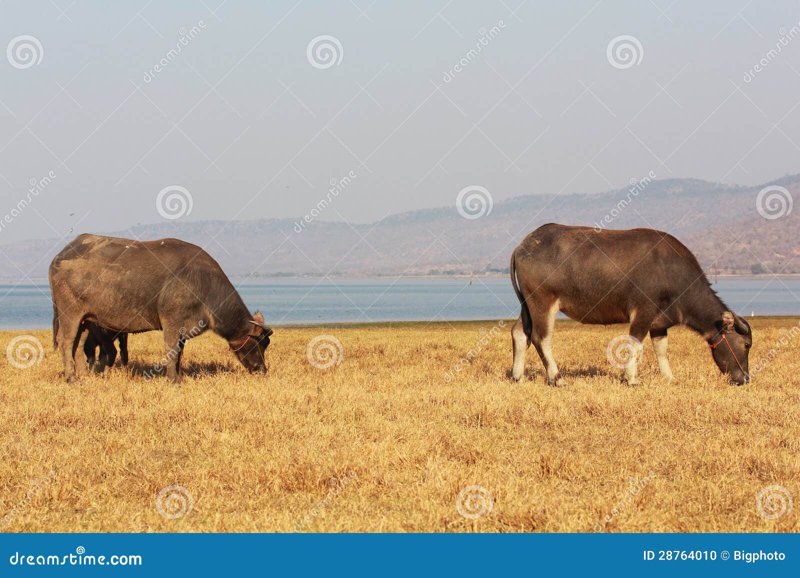 Swamp Buffalo, Asian, Thailand Stock Photo - Image of ranch, farm: 28764010