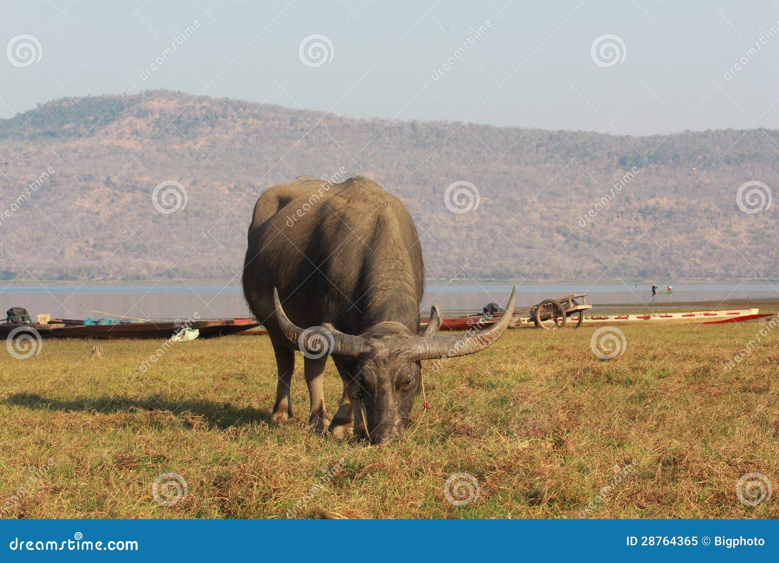 Swamp Buffalo, Asian, Thailand Stock Image - Image of grass, natural ...