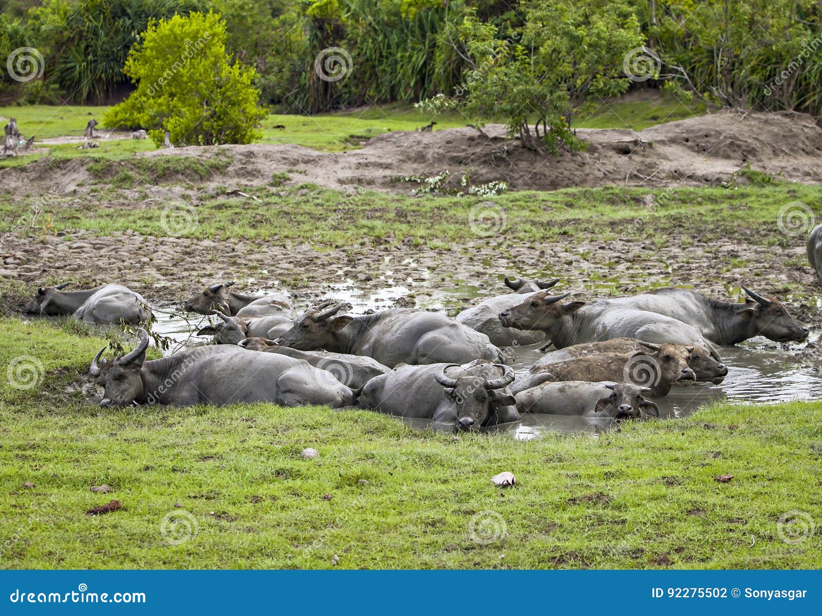 Swamp Buffalo stock photo. Image of jungle, fauna, tropical - 92275502